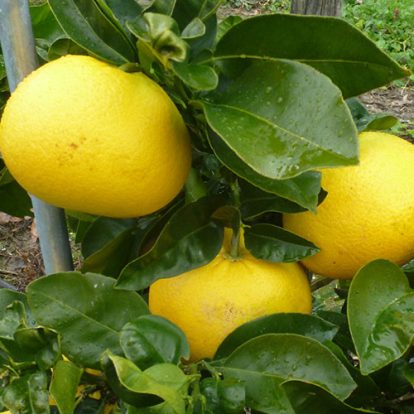 Fruit in Season - Rayners Orchard