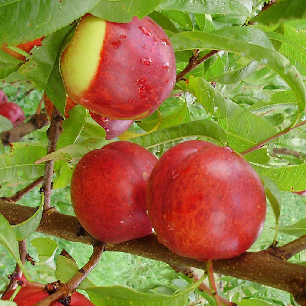 Fruit in Season - Rayners Orchard