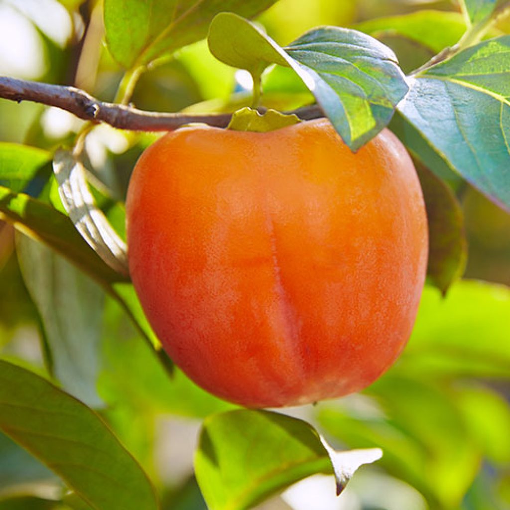 Fruit in Season - Rayners Orchard
