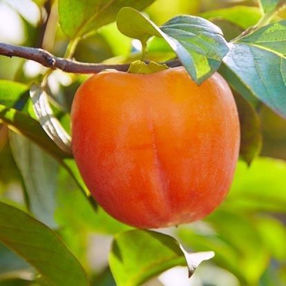Fruit in Season - Rayners Orchard