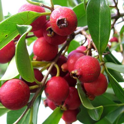 Fruit in Season - Rayners Orchard