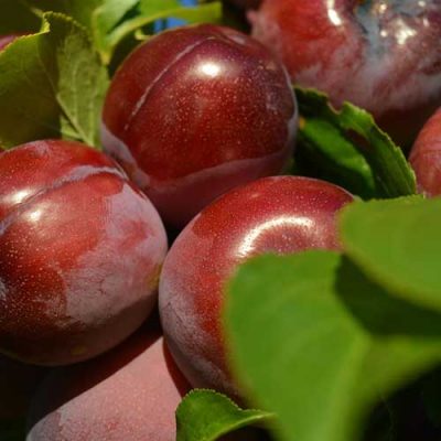 Fruit in Season - Rayners Orchard