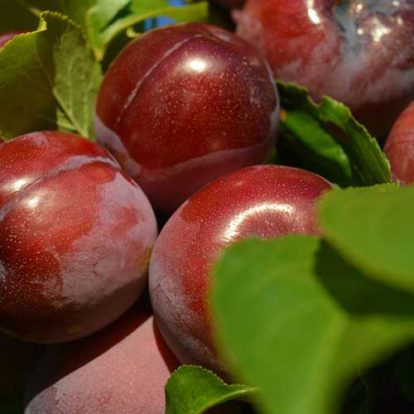 Fruit in Season - Rayners Orchard