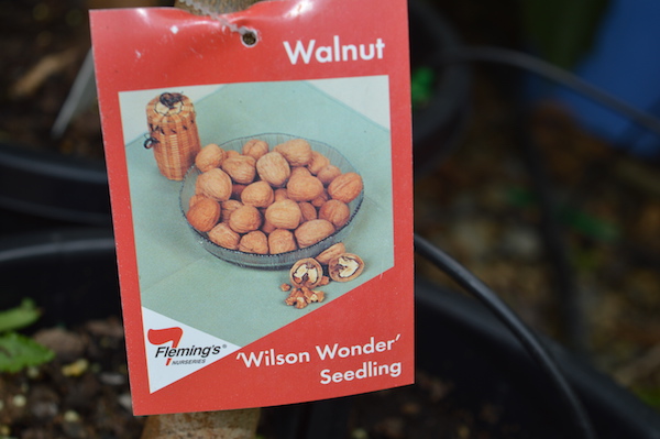 Wilson Wonder Walnut - Rayners