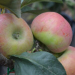 Apples - Rayners Orchard