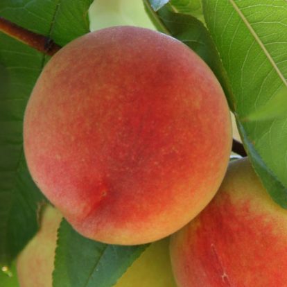 Fruit in Season - Rayners Orchard