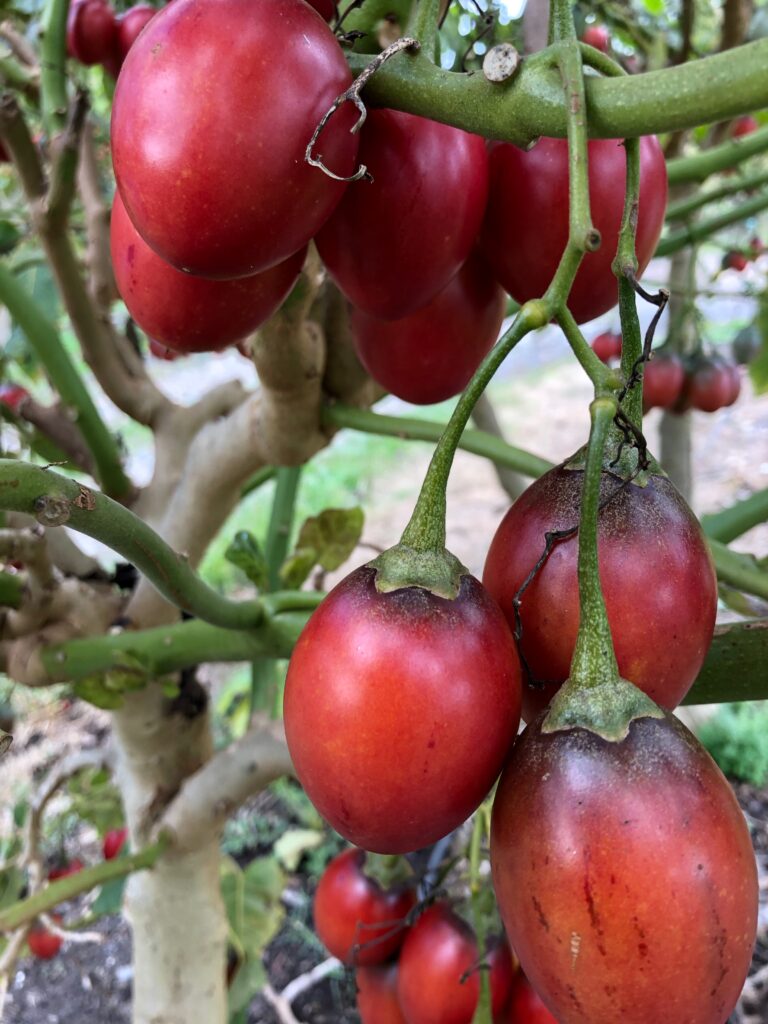 red-tamarillo - Rayners