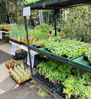 Nursery Online - Rayners